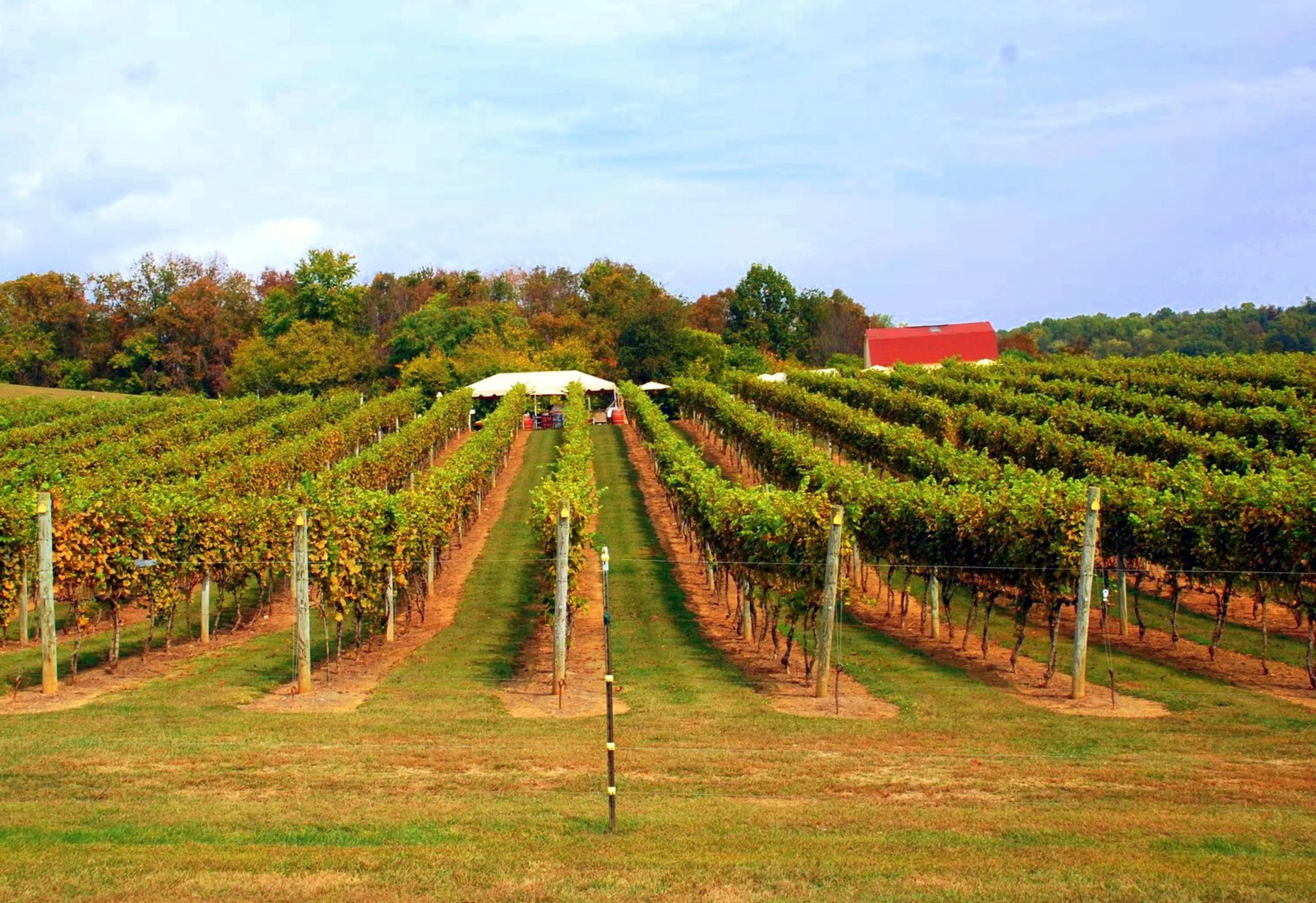 Flying Fox Vineyards